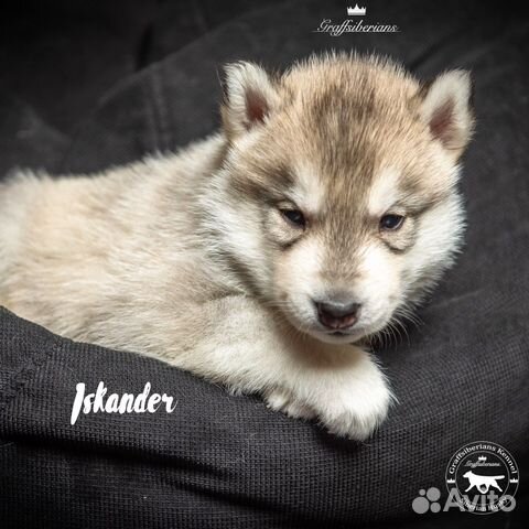 Породистый щенок хаски от родителей Чемпионов