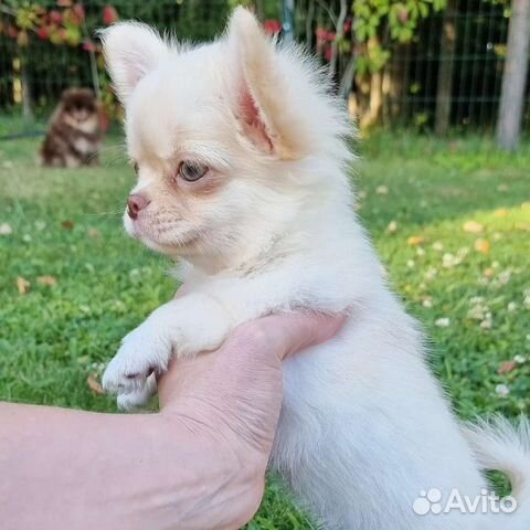 Чихуахуа девочка красотка