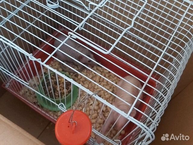 Крыски сфинксы с клеткой