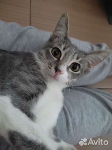 Умная ласковая кошечка 4 месяца