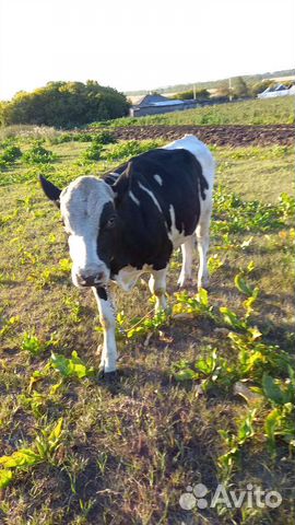 Продаю быки на мясо
