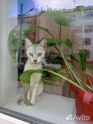 Кошка египетская мау