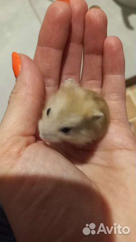 Джунгарский хомяк