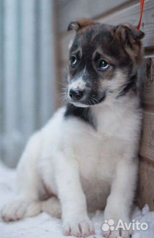 Щенок в добрые руки