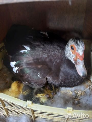 Мускусные утки