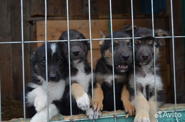 Щенки из приюта охрана, компаньон