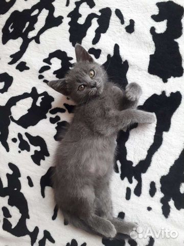 Котёнок мальчик
