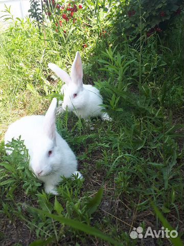 Кролики Белый паннон