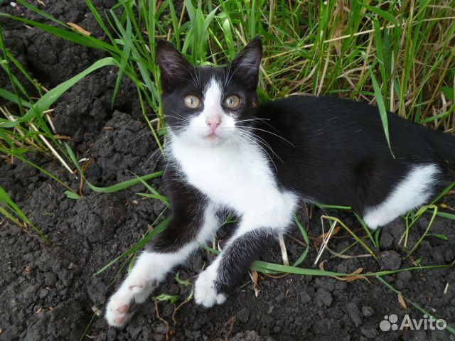 Молодая кошка мышеловка