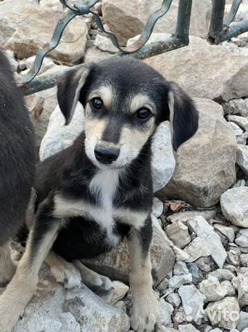 Щенки дворянской породы 2-3 месяца
