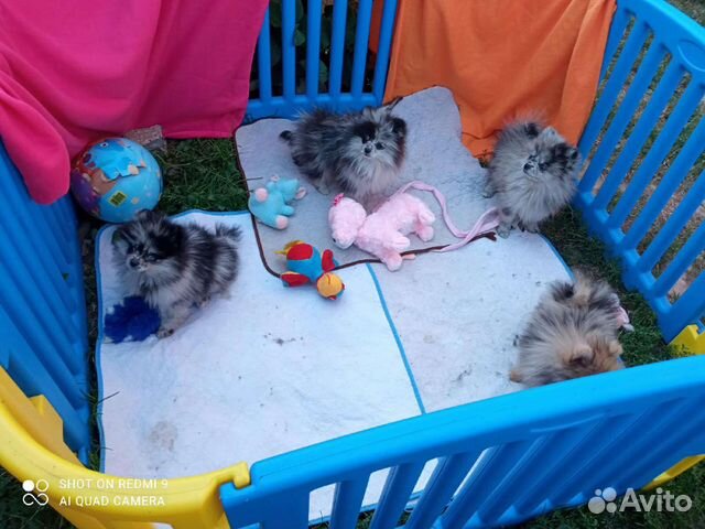 Померанский шпиц