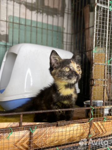 Котёнок-черепашка. 3 мес