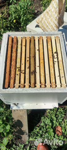 Пчелосемьи карника