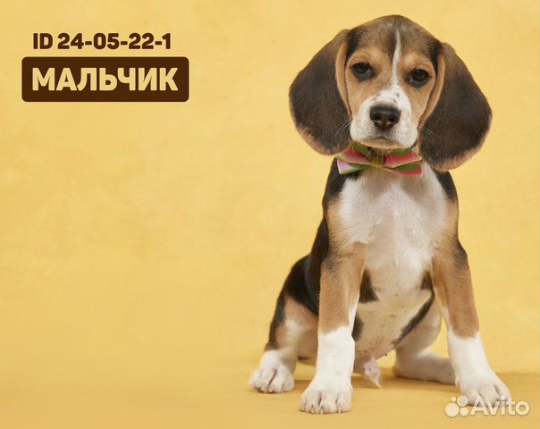 Щенки бигля