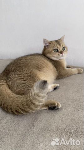 Шотландский золотой кот на вязку