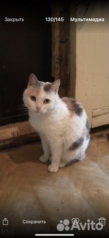 Ищу хозяев двум кошечкам и коту