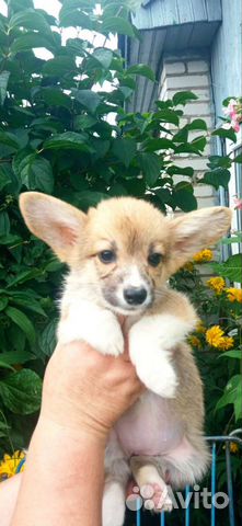 Вельш-корги пемброк