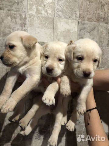 Щенки лабрадора палевые
