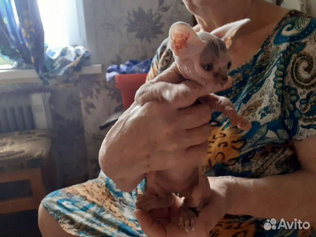 Канадский сфинкс