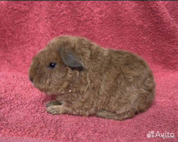 Морская свинка Тедди, мальчик