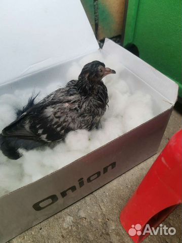 Голубенок в добрые руки, выкормить и отпустить)