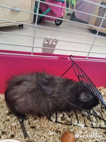 Морская свинка розетка