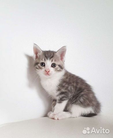Котенок