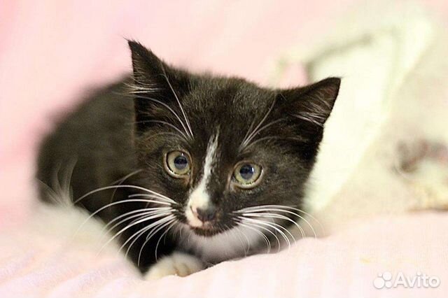 Кошечка Чупа