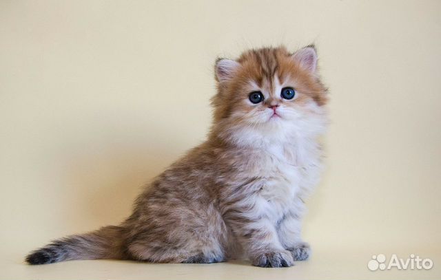 Пушистые золотые котята