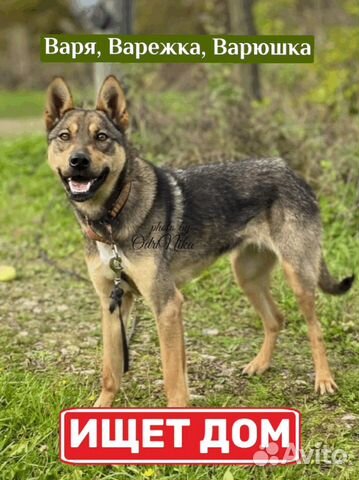 Щенок девочка 12 мес