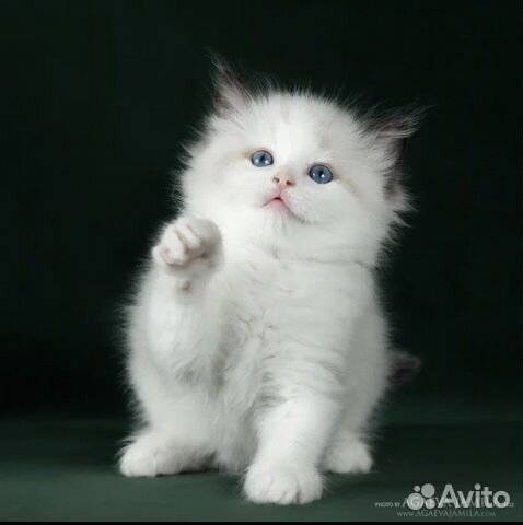 Рэгдолл мальчик