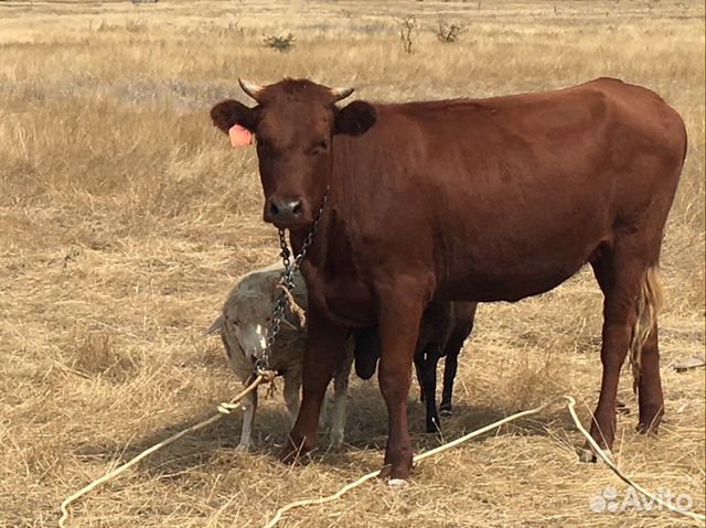 Телочка красная степная