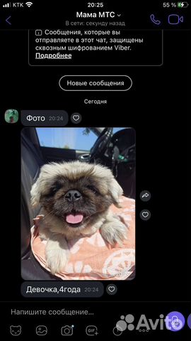 Отдаётся девочка пекинеса в добрые руки