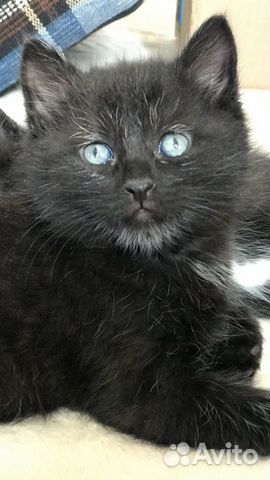 Котенок мальчик 2 месяца