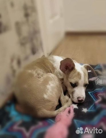 Стаффордширский терьер