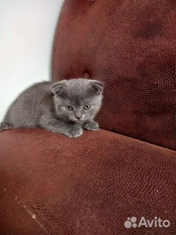 Британские котята