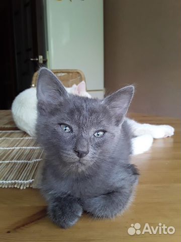 Голубой котенок нибелунг