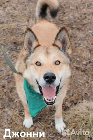 Метис лайки, активный пес Джонни из приюта