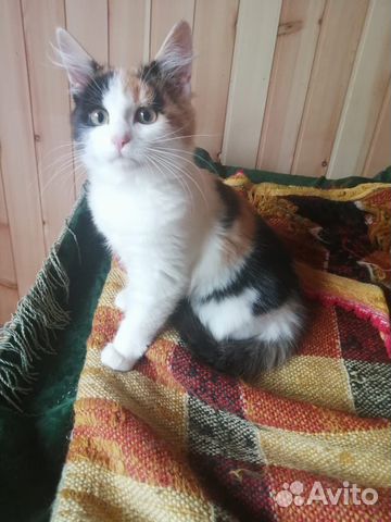 Котенок трехцветочка