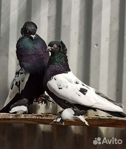 Поменяю молодёжь таджикской птицы на корм