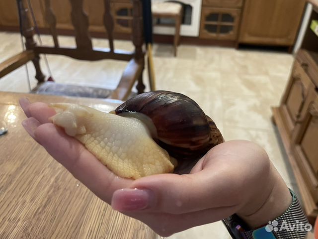 Улитки ахатины