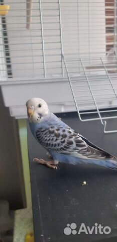 Волнистый попугай девочка