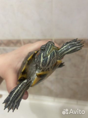 Черепашки красноухие