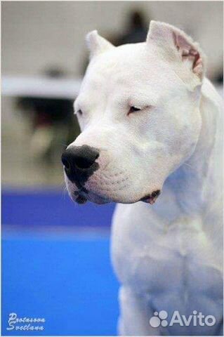 Аргентинский дог щенки