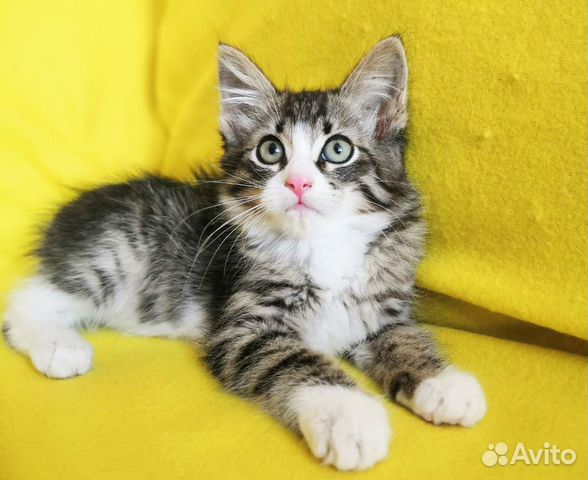 Котёнок Матроскин
