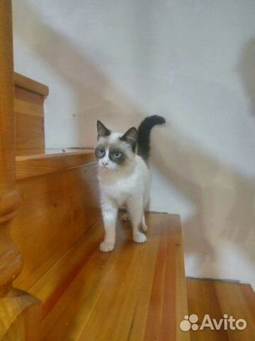 Кошечка Сноу-шу