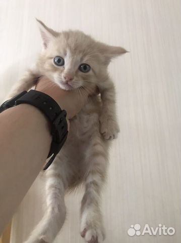 Котята в хорошие руки