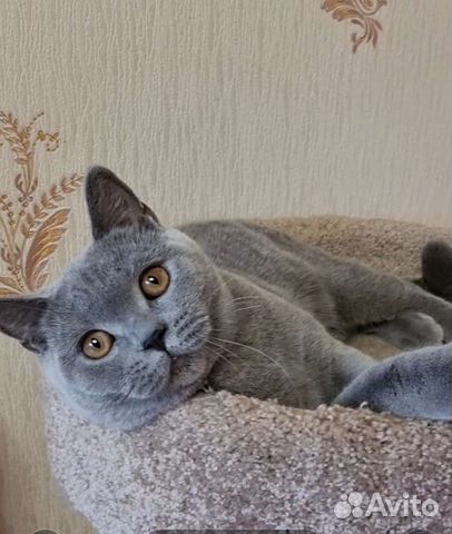 Британская короткошерстная кошка