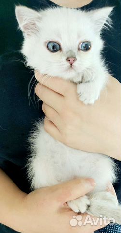 Колорный котик с голубыми глазами