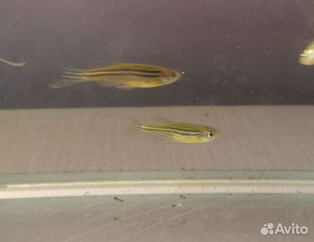 Кардинал, данио